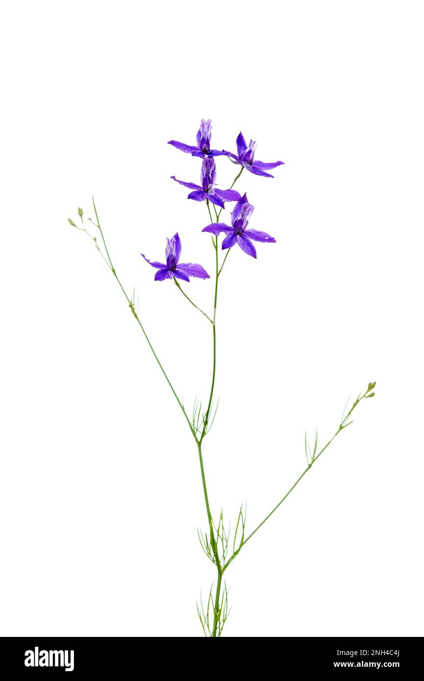 Forking larkspur (Consolida regalis), plant, white background Stock ...