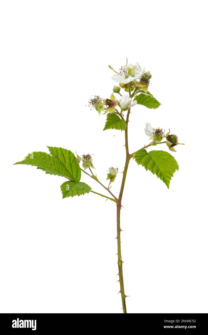 Blackberry (Rubus sect. Rubus), plant, white background Stock Photo - Alamy