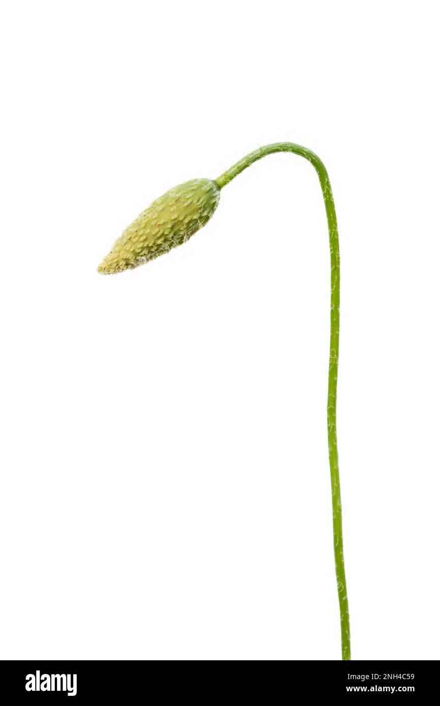 Poppy flowers (Papaver rhoeas), plant, white background Stock Photo - Alamy