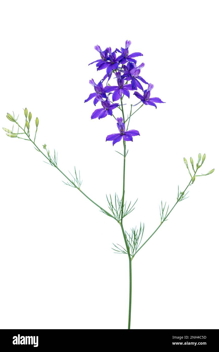 Forking larkspur (Consolida regalis), plant, white background Stock ...