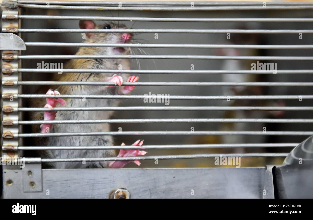 Institute of Cytology and Genetics SB RAS. Scientists from the ...