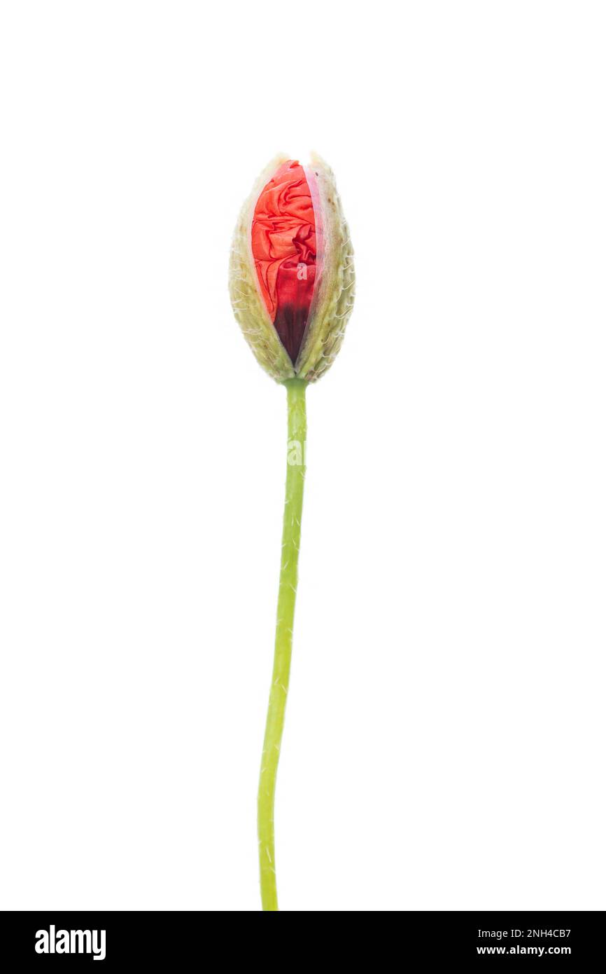 Poppy flowers (Papaver rhoeas), plant, white background Stock Photo - Alamy