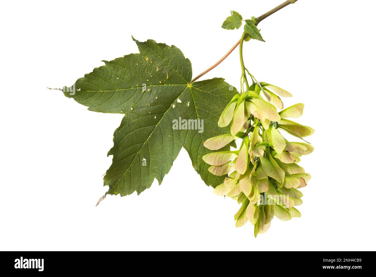 Maple (Acer), plant, tree, white background Stock Photo - Alamy