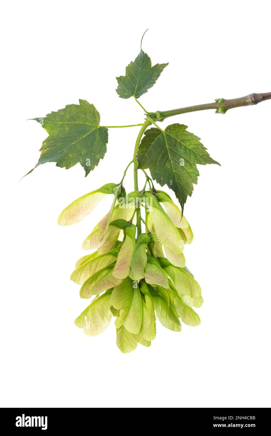 Maple (Acer), plant, tree, white background Stock Photo - Alamy
