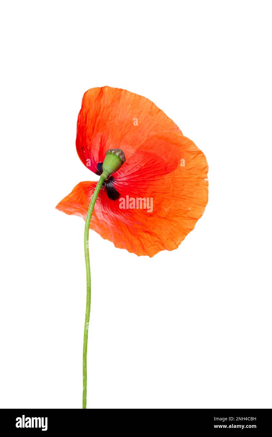 Poppy flowers (Papaver rhoeas), plant, white background Stock Photo - Alamy