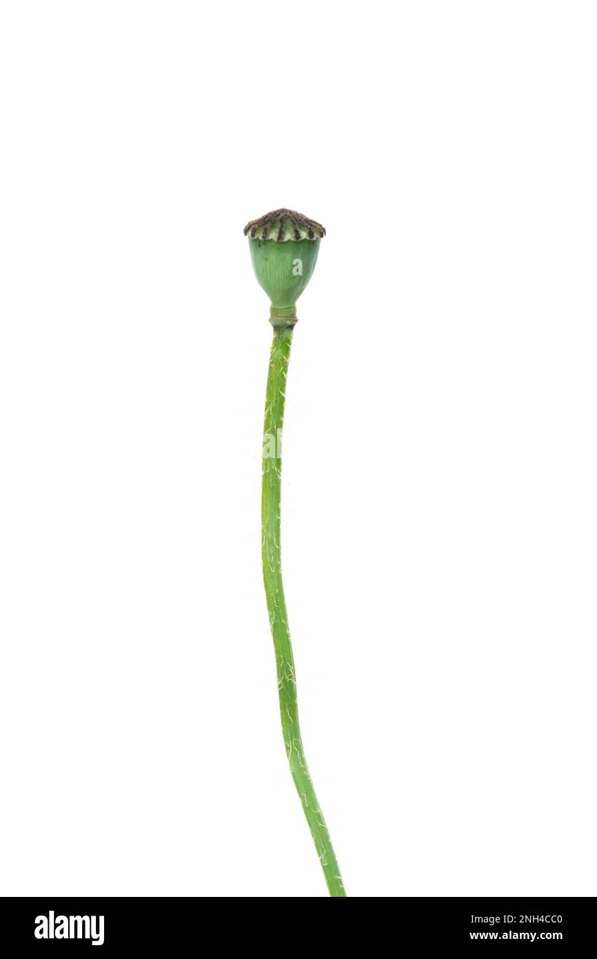 Poppy flowers (Papaver rhoeas), plant, white background Stock Photo - Alamy