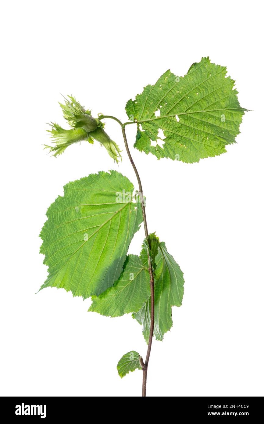 Common hazel (Corylus avellana), shrub, nut, garden, Hoeltinghausen ...