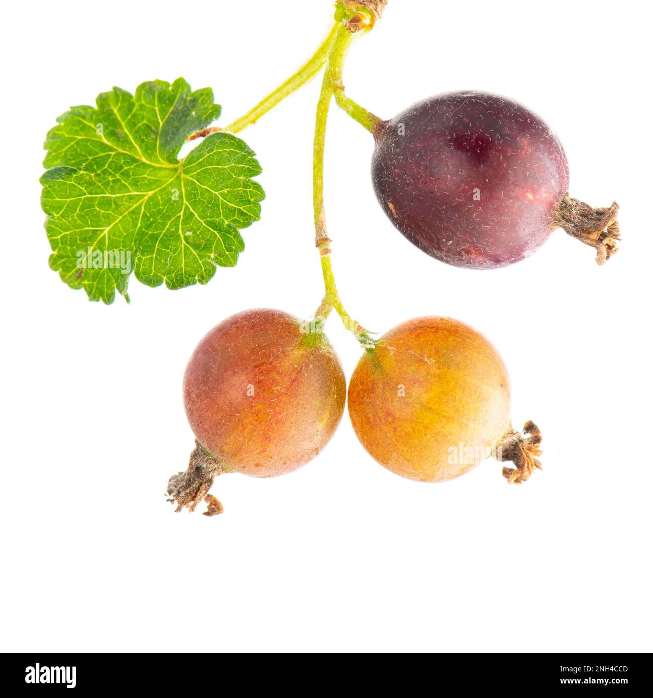 Jostaberry shrub hi-res stock photography and images - Alamy