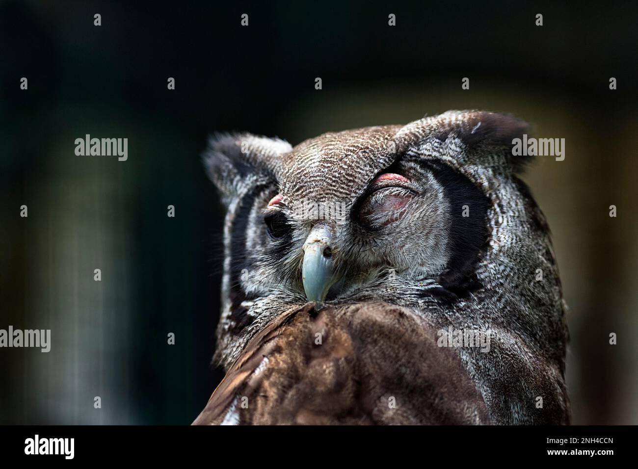 Bubo lacteus blassuhu hi-res stock photography and images - Alamy