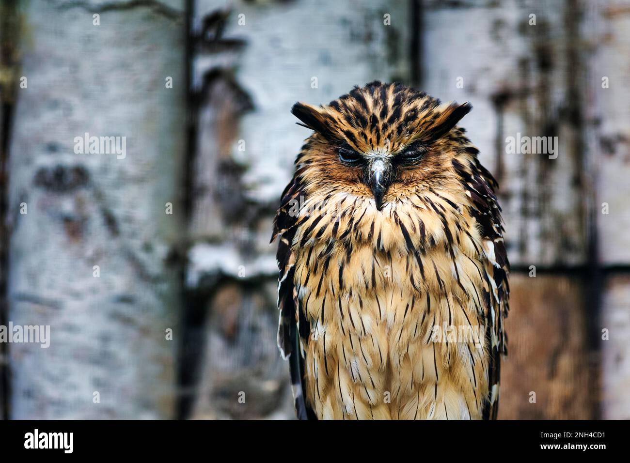 Tawny fish owl (Ketupa flavipes), portrait in enclosure, Bird Park ...