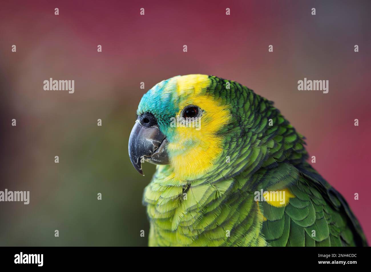 Blue-fronted Amazon (Amazona aestiva), portrait, captive, Vogelpark ...