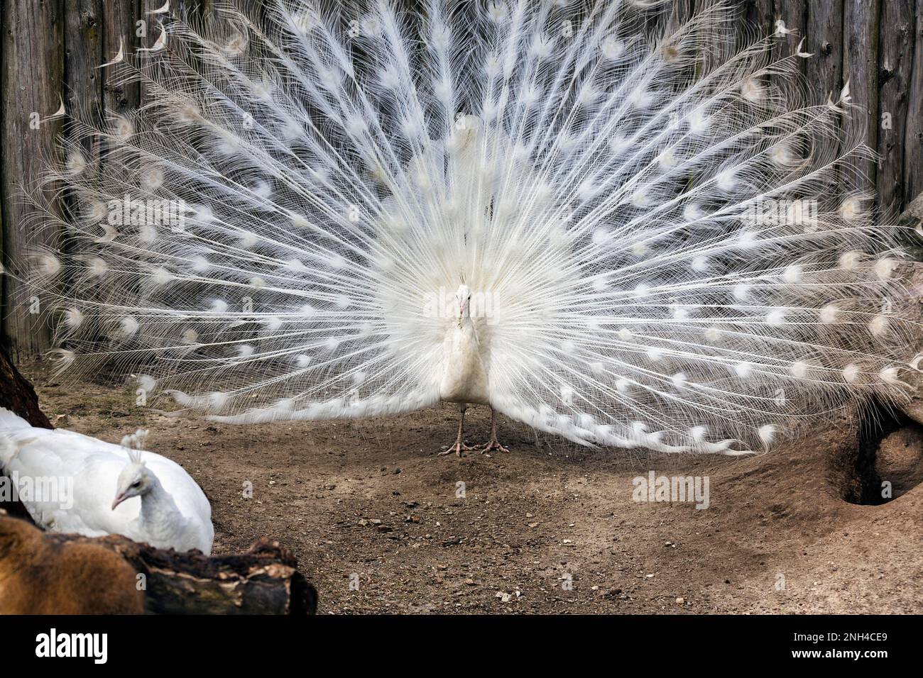 Most Beautiful White Bird In The World