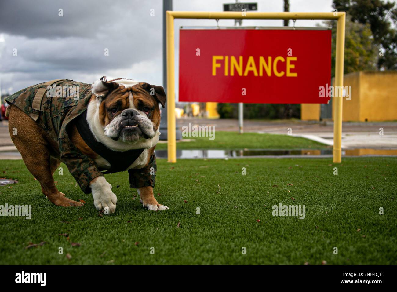 U.S. Marine Corps Cpl. Manny, the mascot of Marine Corps Recruit Depot ...