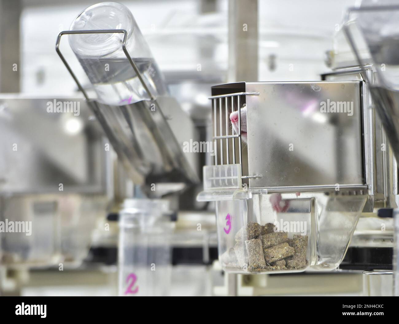 Institute of Cytology and Genetics SB RAS. Scientists from the ...