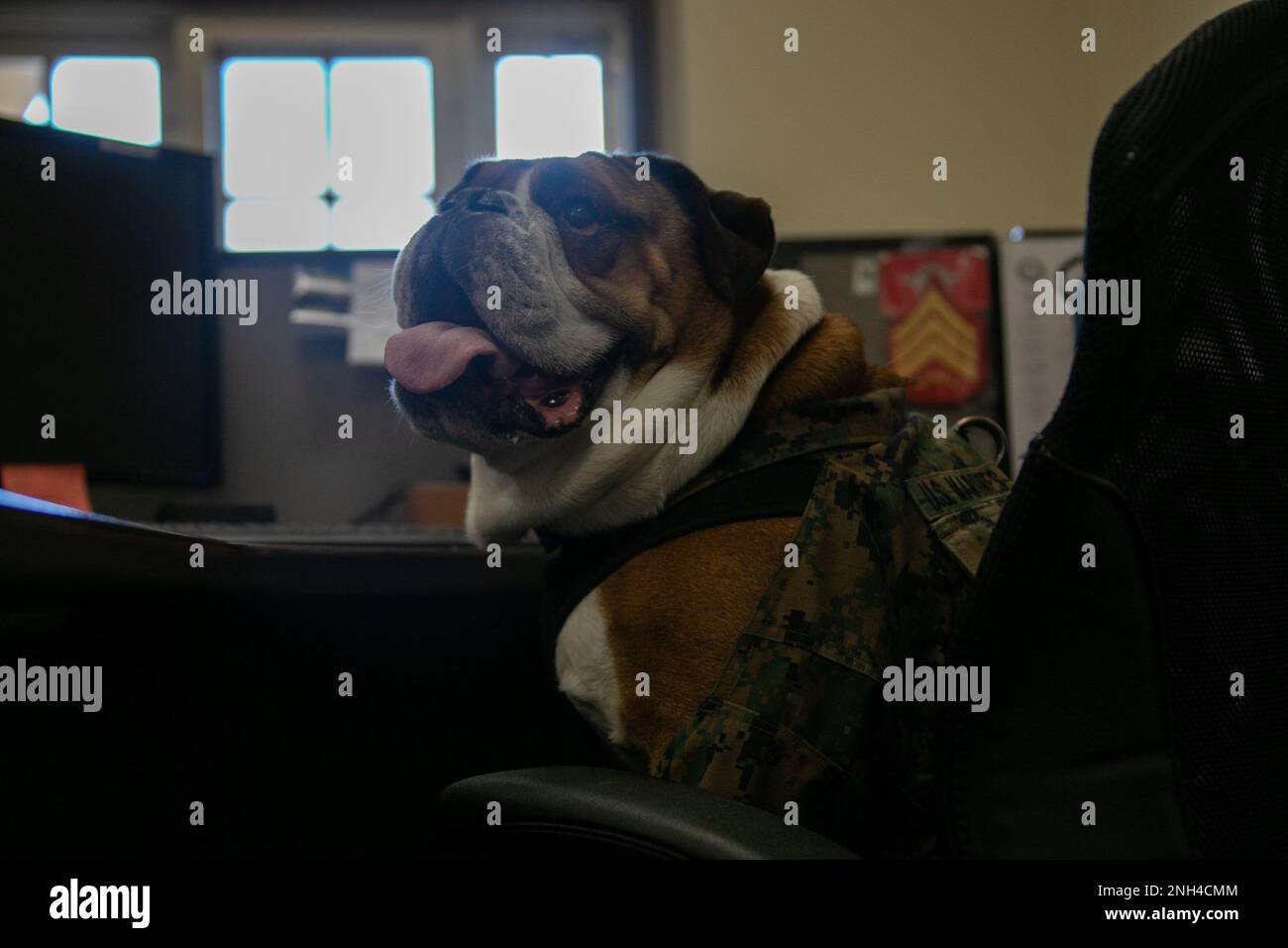 U.S. Marine Corps Cpl. Manny, the mascot of Marine Corps Recruit Depot ...