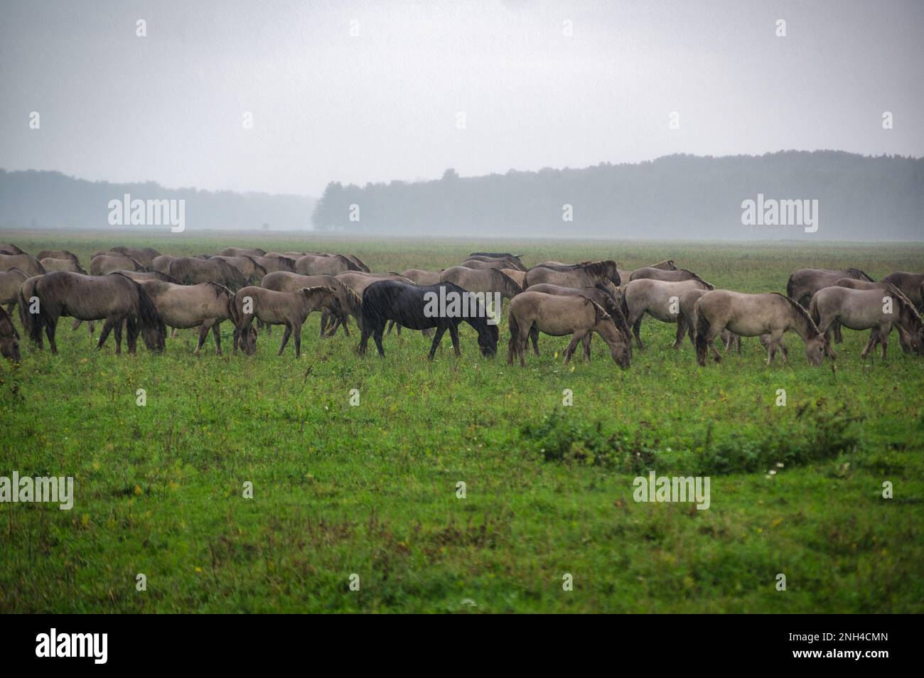 A group of endangered wild mustangs and cows graze on a vast meadow ...
