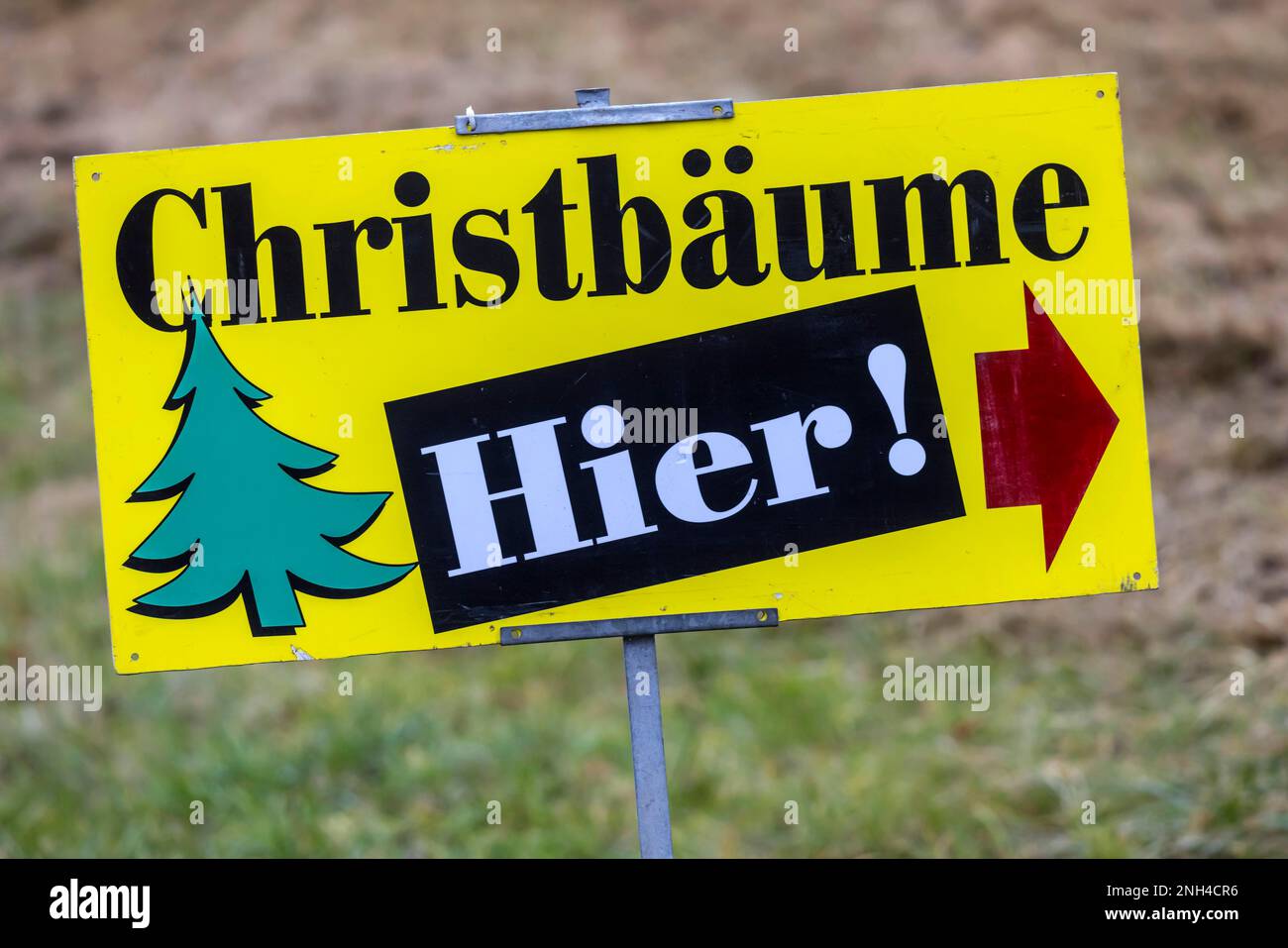 Christmas tree sale in front of Christmas, advertising sign, symbol ...