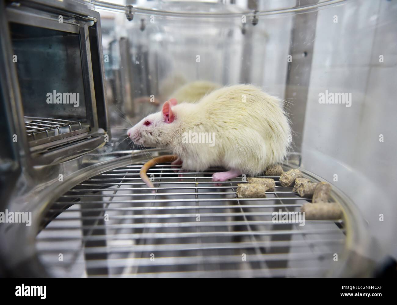 Institute of Cytology and Genetics SB RAS. Scientists from the ...