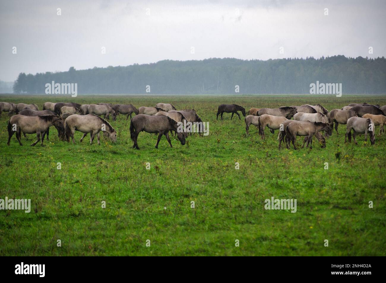 A group of endangered wild mustangs and cows graze on a vast meadow ...