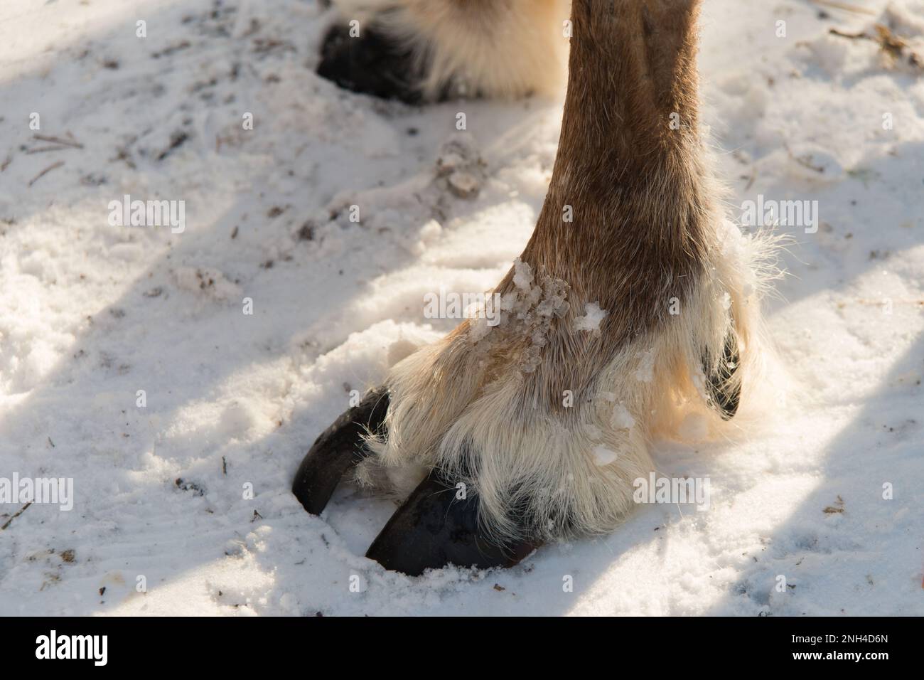 Close up of foot and hoof of reindeer. Lapland Stock Photo - Alamy