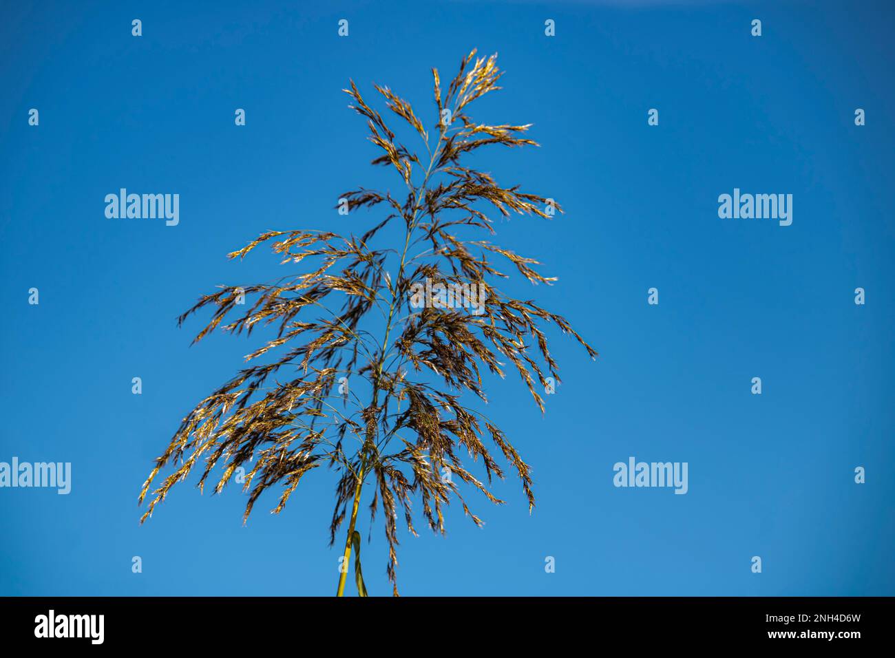 Reed ,Wind -blow reed ,Phragmites australis Stock Photo - Alamy