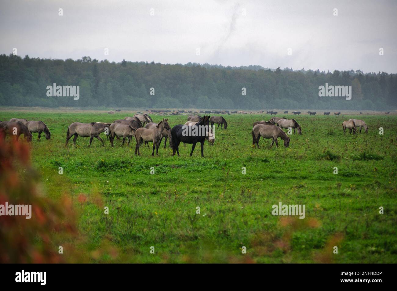A group of endangered wild mustangs and cows graze on a vast meadow ...