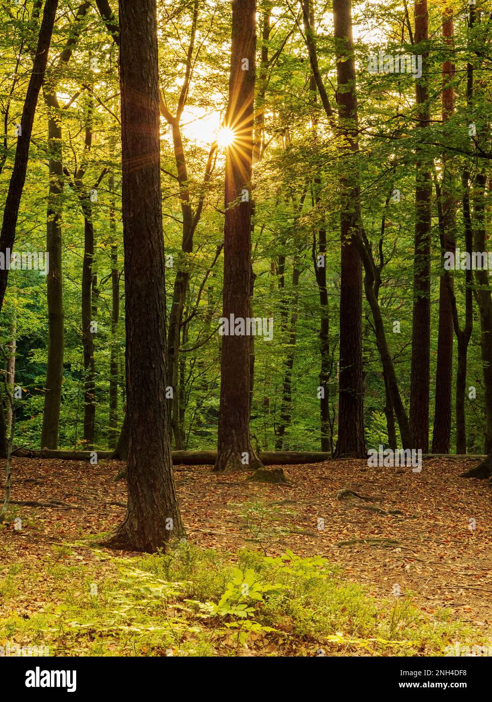 Sunshine between the leaves hi-res stock photography and images - Alamy