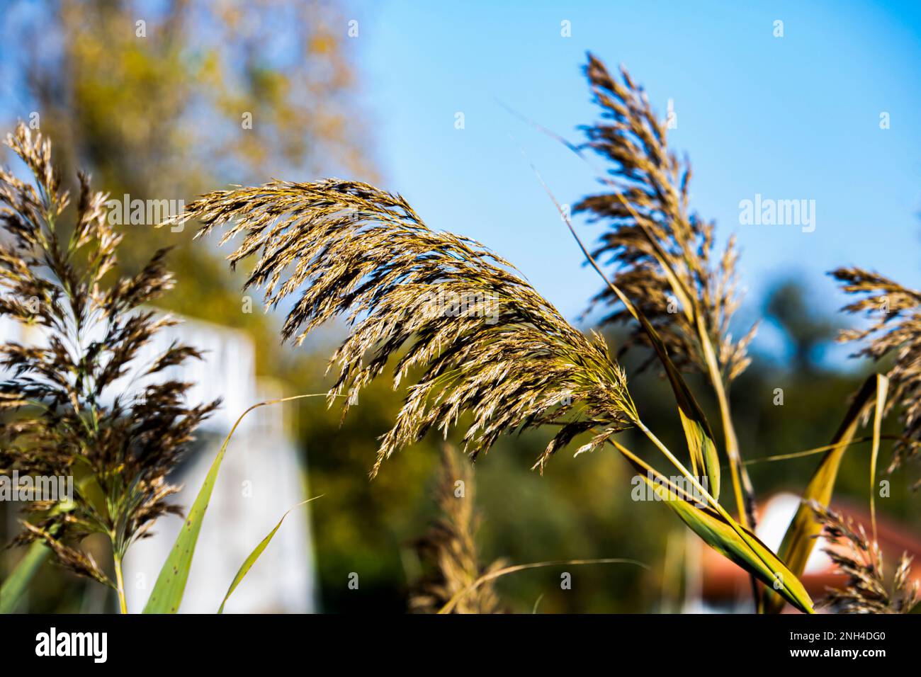 Wind blow hi-res stock photography and images - Alamy