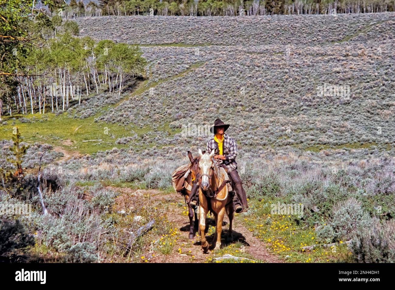 Wild horse r hi-res stock photography and images - Alamy