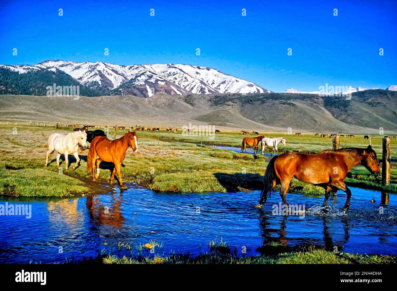Horse and cattle in the ranch pasture, Sierra Nevada Mountains in the ...