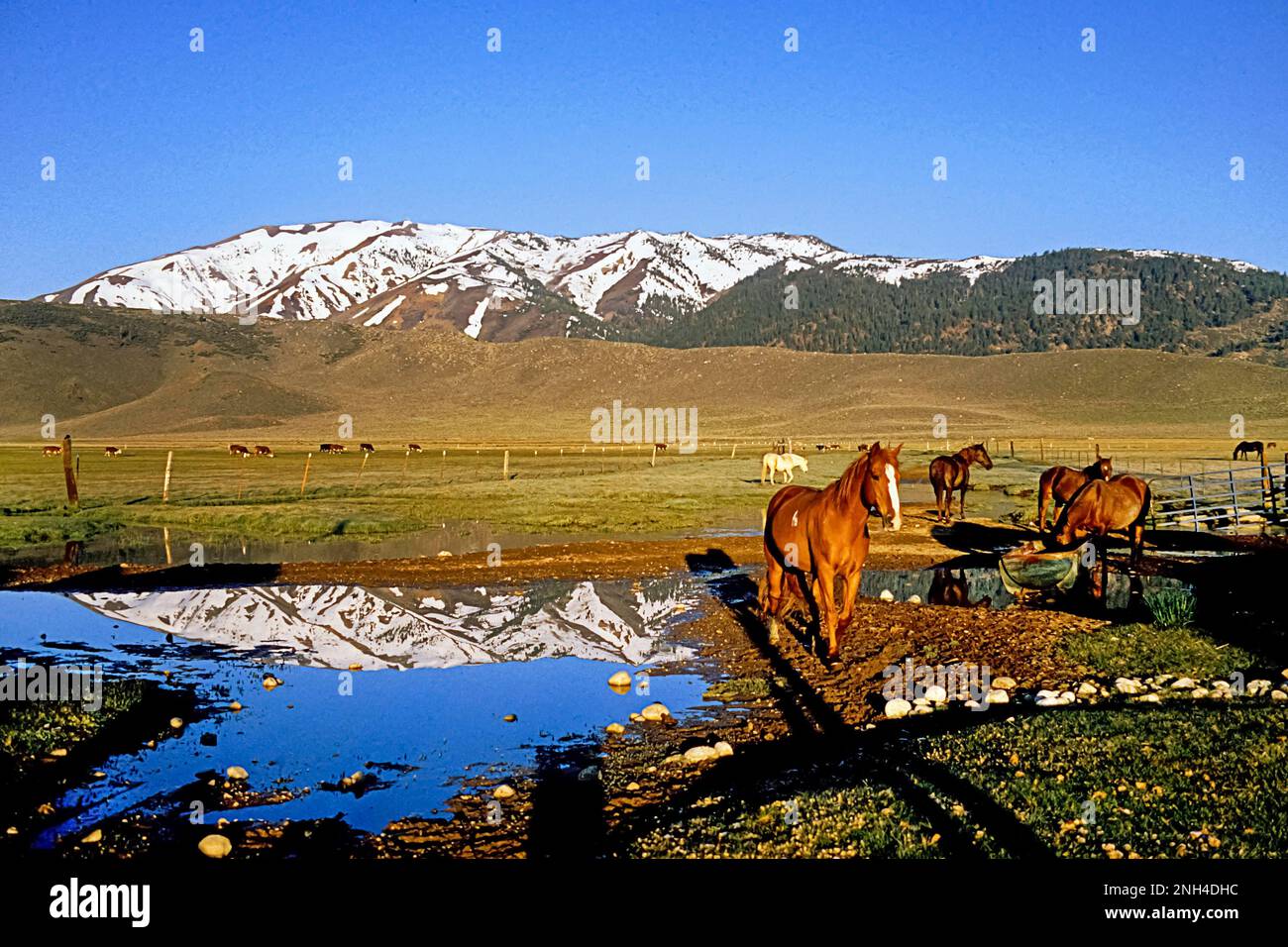 Horses and cattle in the ranch pasture, Sierra Nevada Mountains in the ...