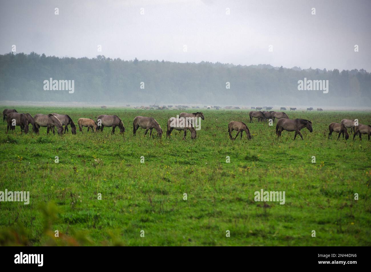 A group of endangered wild mustangs and cows graze on a vast meadow ...