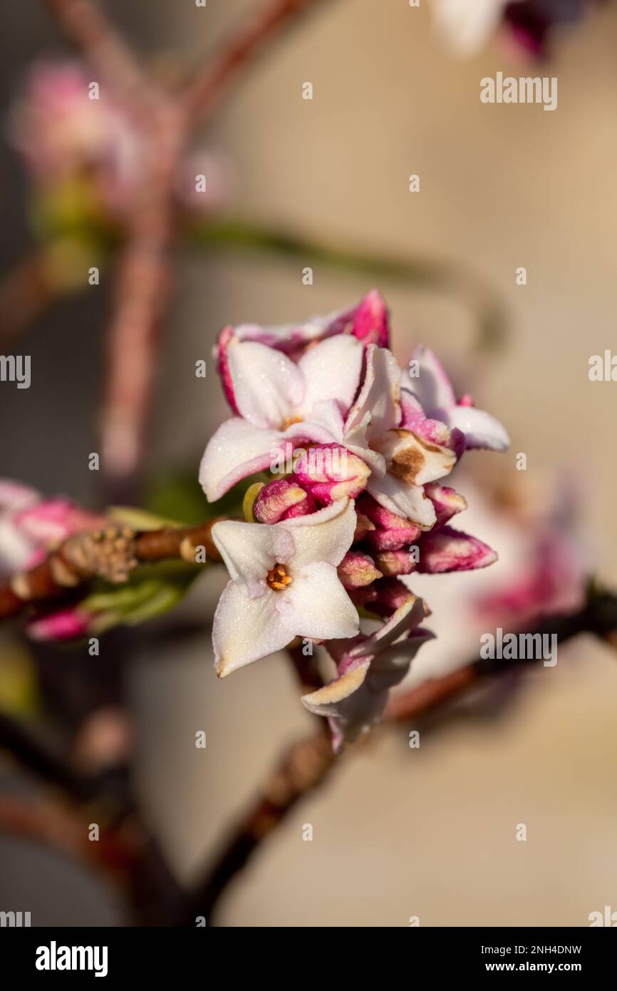 Macro shot of perfume princess Daphne flowers in bloom Stock Photo - Alamy