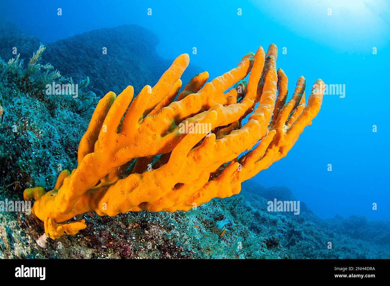 Yellow antlers sponge (Axinella polypoides), Kas Kekova Marine ...