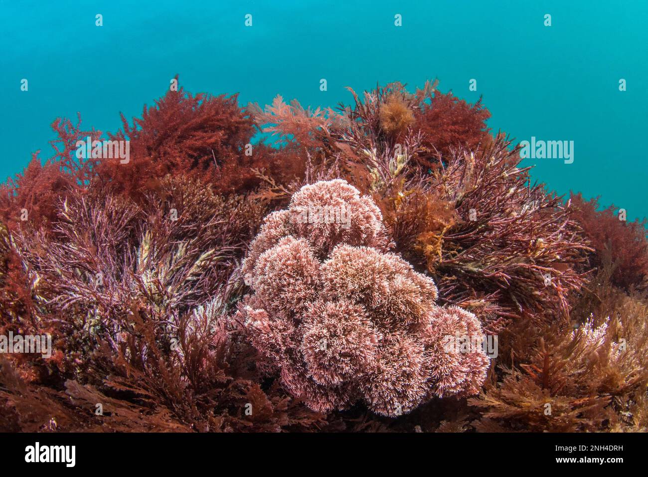 Red algae underwater hi-res stock photography and images - Alamy