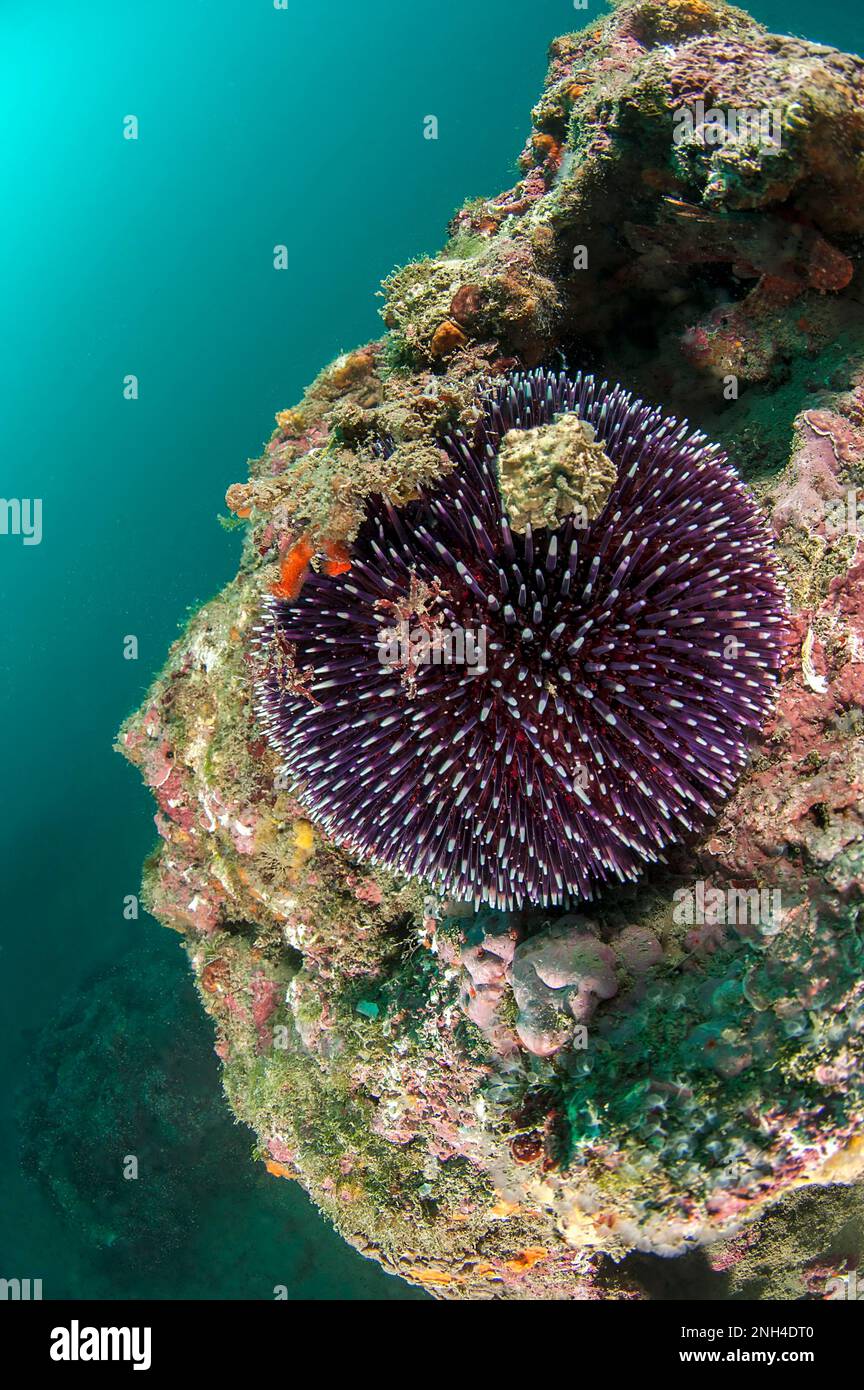 Violet sea urchin (Sphaerechinus granularis), cote agathoise Marine ...