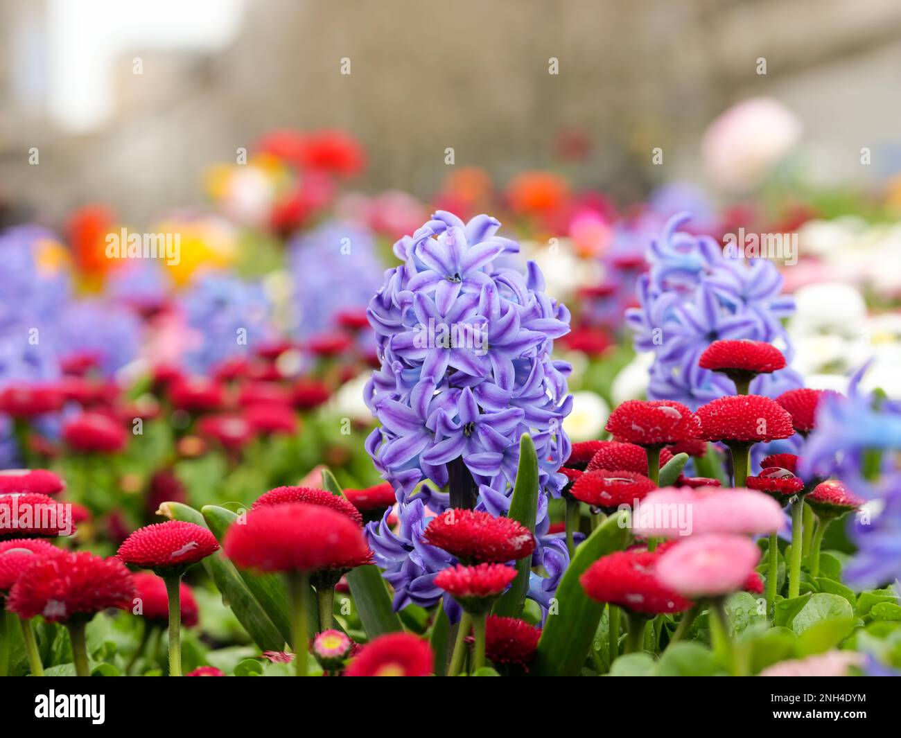Cheerful spring colors hi-res stock photography and images - Alamy