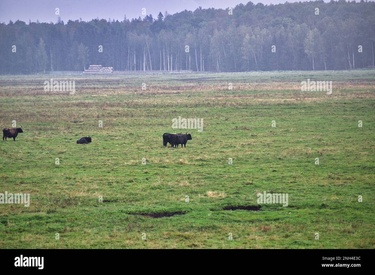 A group of endangered wild mustangs and cows graze on a vast meadow ...