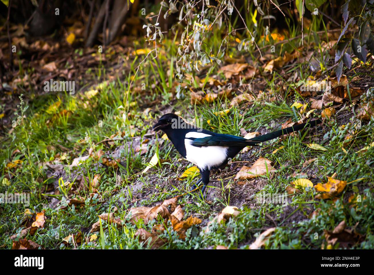 magpie ,Pica pica ,crow Stock Photo - Alamy