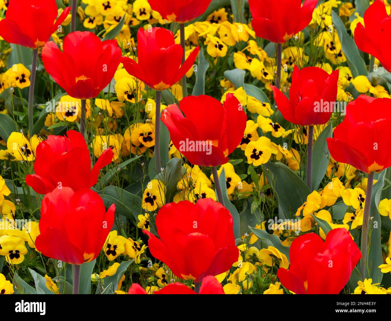 The beautiful red and yellow flowers Stock Photo - Alamy