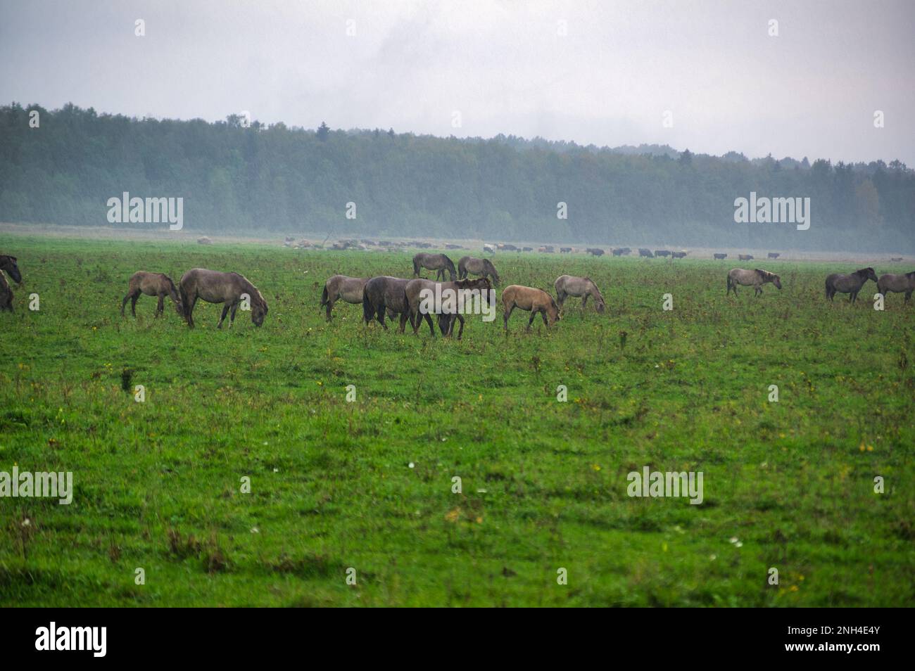 A group of endangered wild mustangs and cows graze on a vast meadow ...