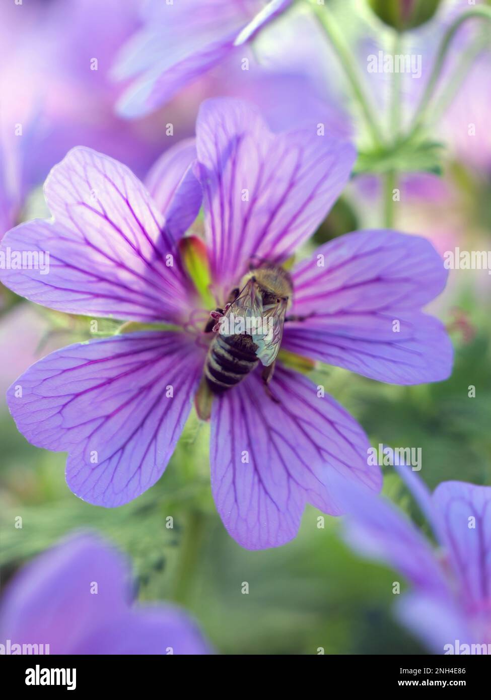 The purple summer flower and the bee Stock Photo - Alamy