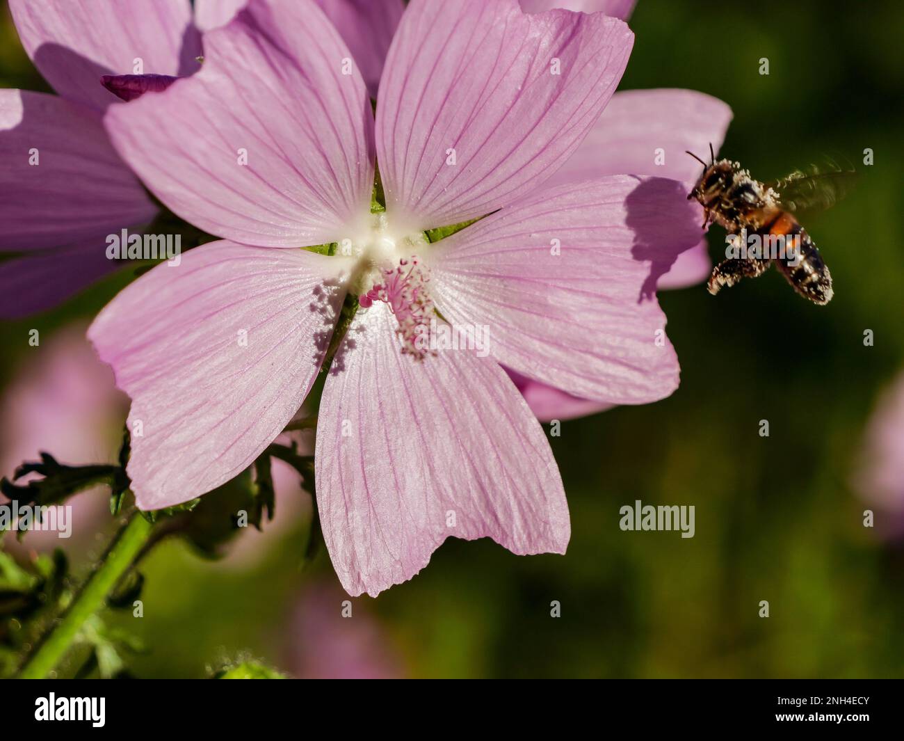Insect flies hi-res stock photography and images - Alamy