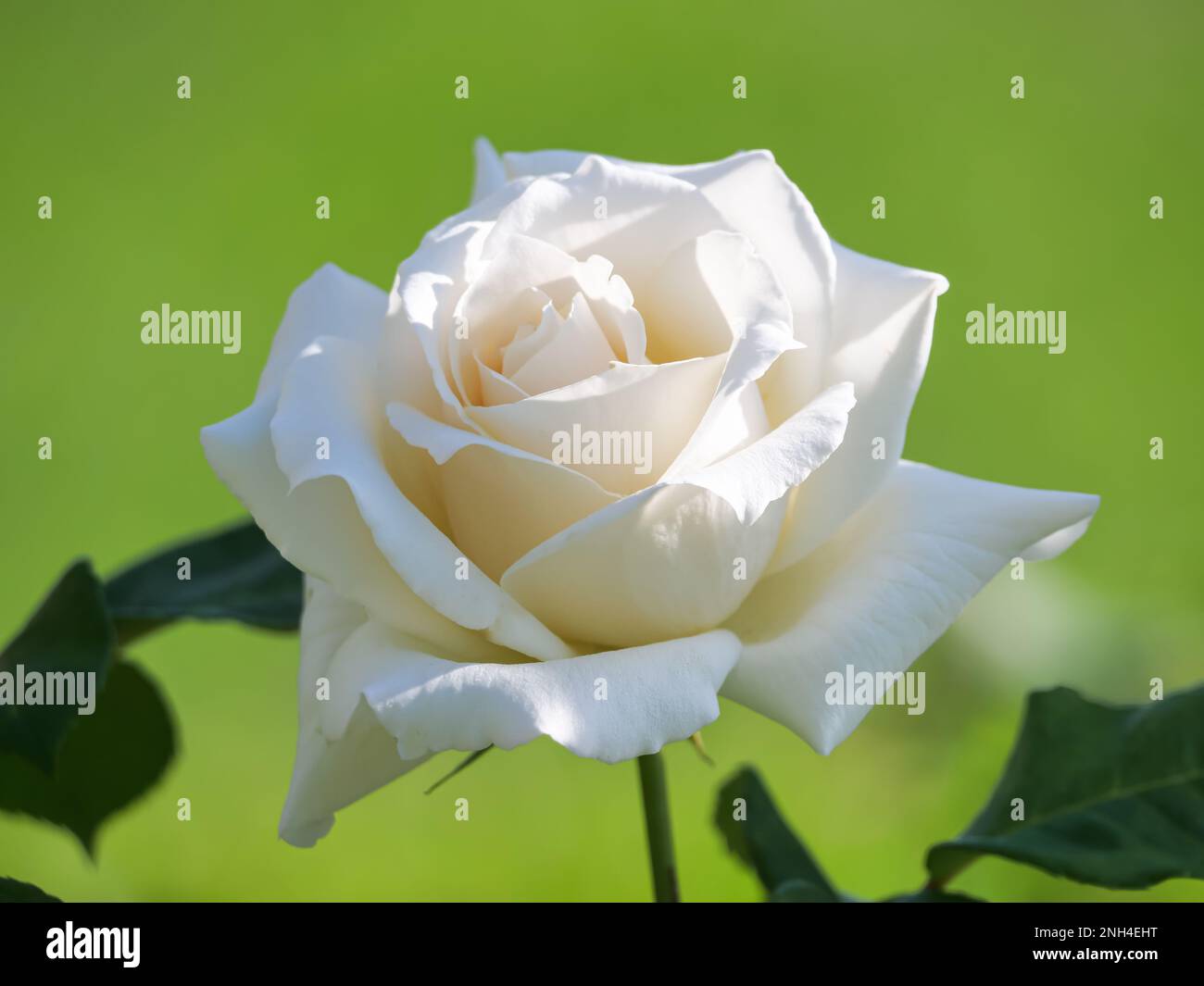 The white rose Stock Photo - Alamy