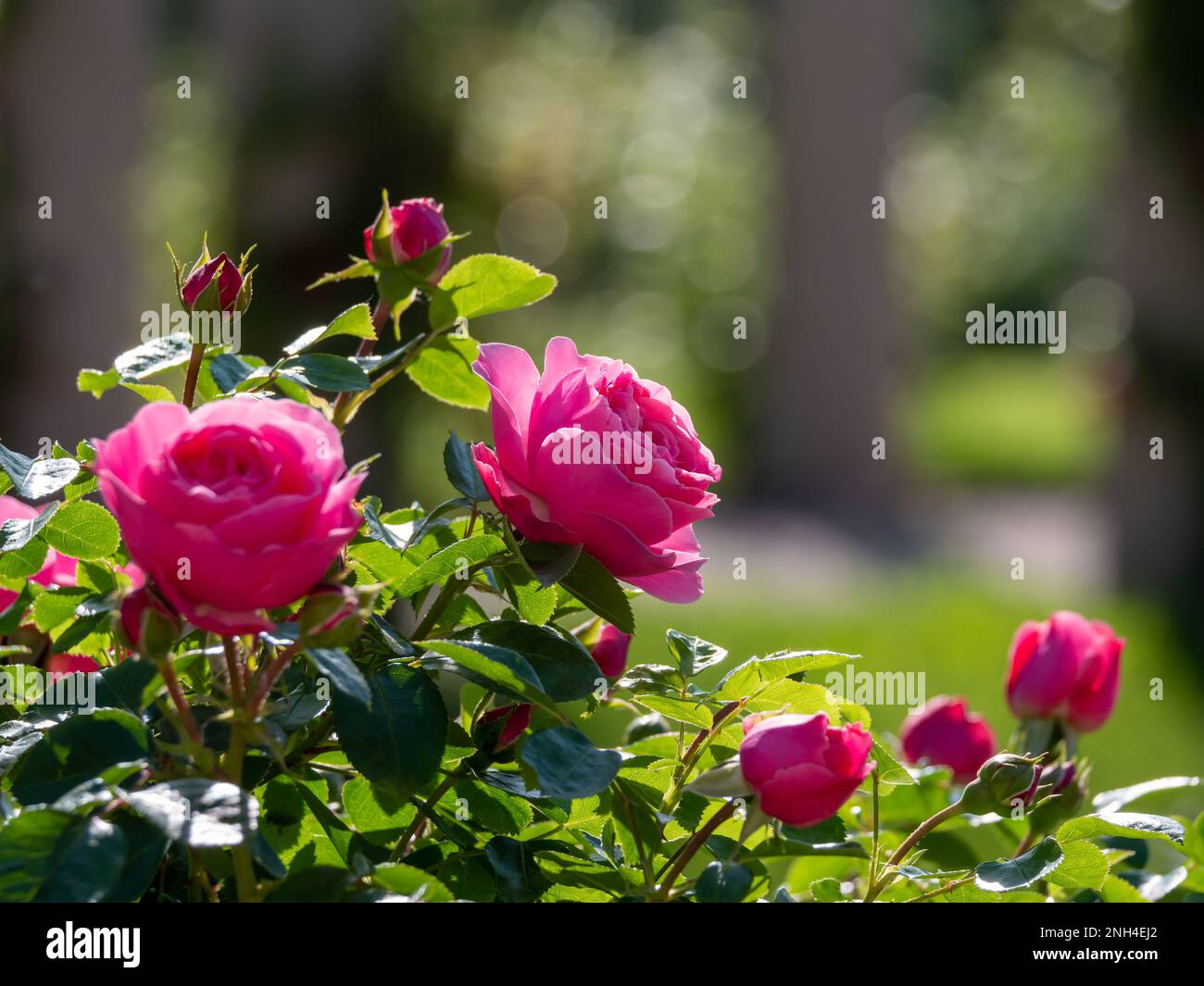 The pink roses Stock Photo - Alamy