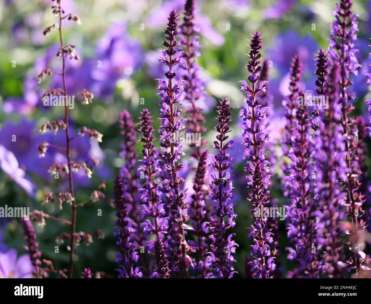 Purple plants hi-res stock photography and images - Alamy