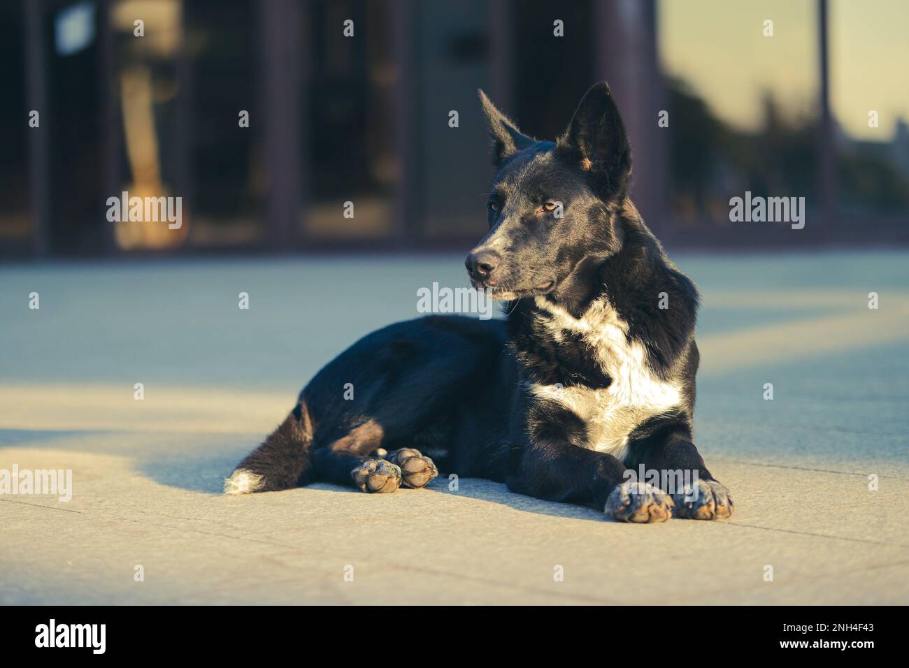 A very beautiful street dog Stock Photo - Alamy