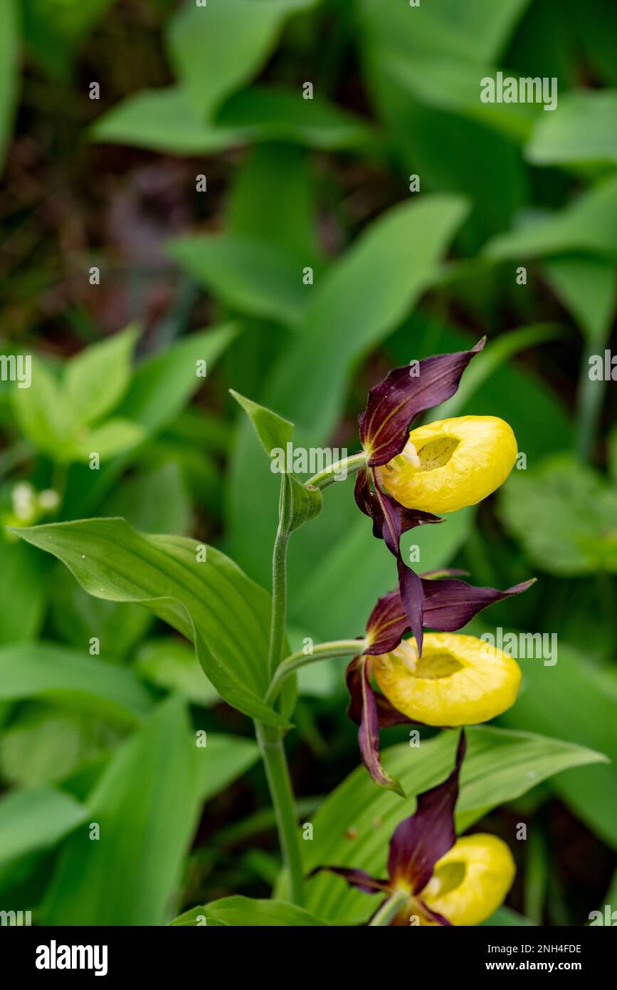 Blooming wild yellow lady's slipper, Cypripedium calceolus, in the lady ...