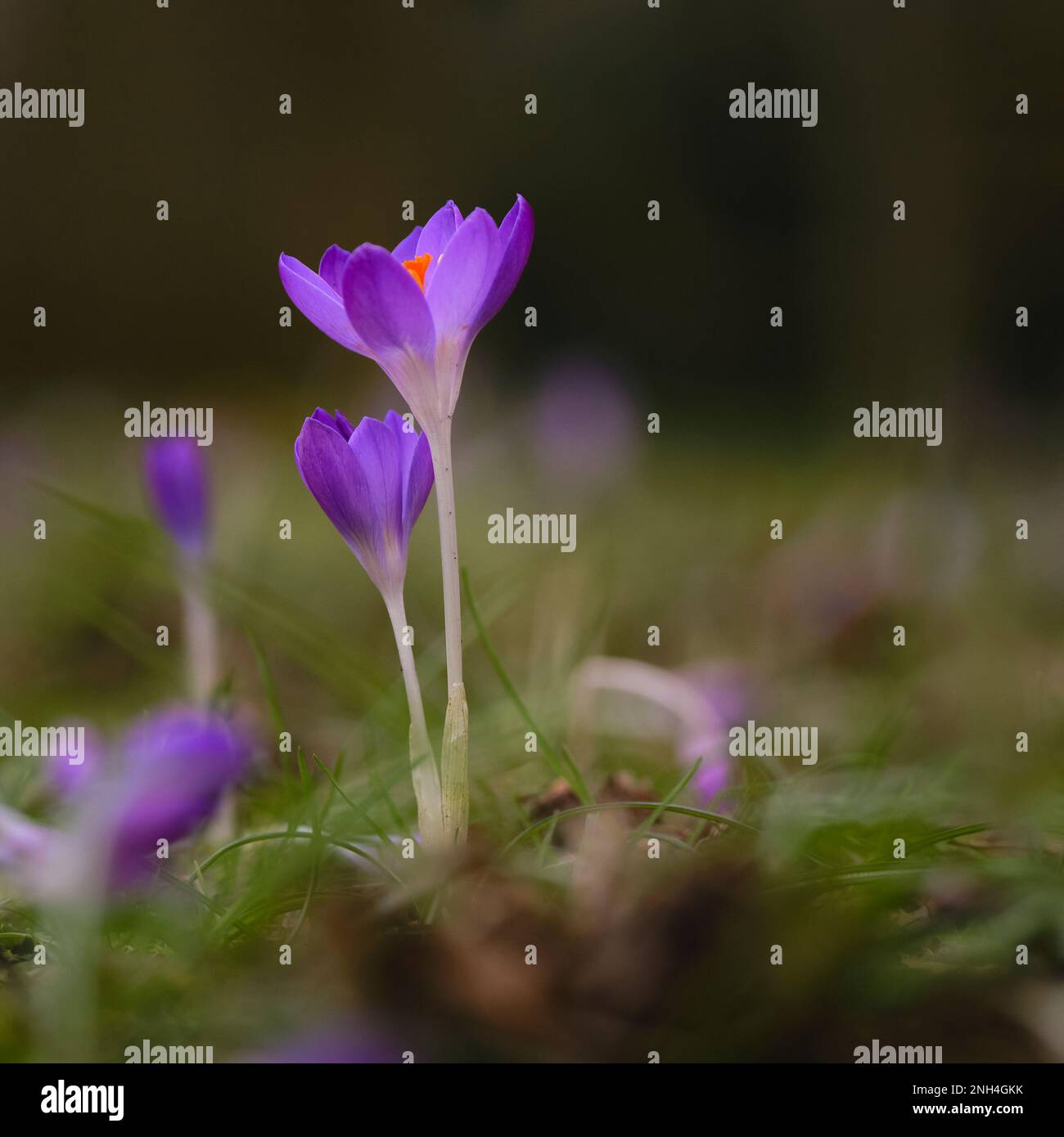 Purple Crocus Albiflorus Stock Photo - Alamy