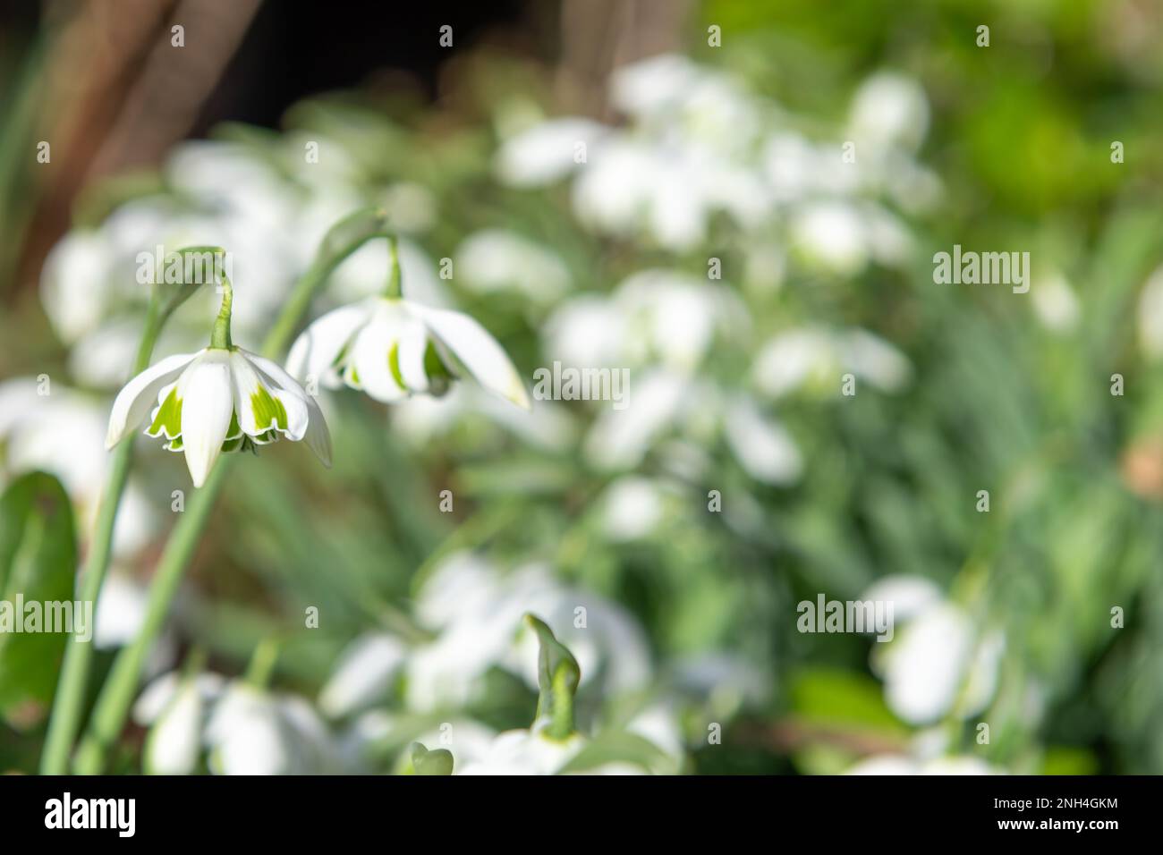 Galanthus ophelia snowdrops hi-res stock photography and images - Alamy